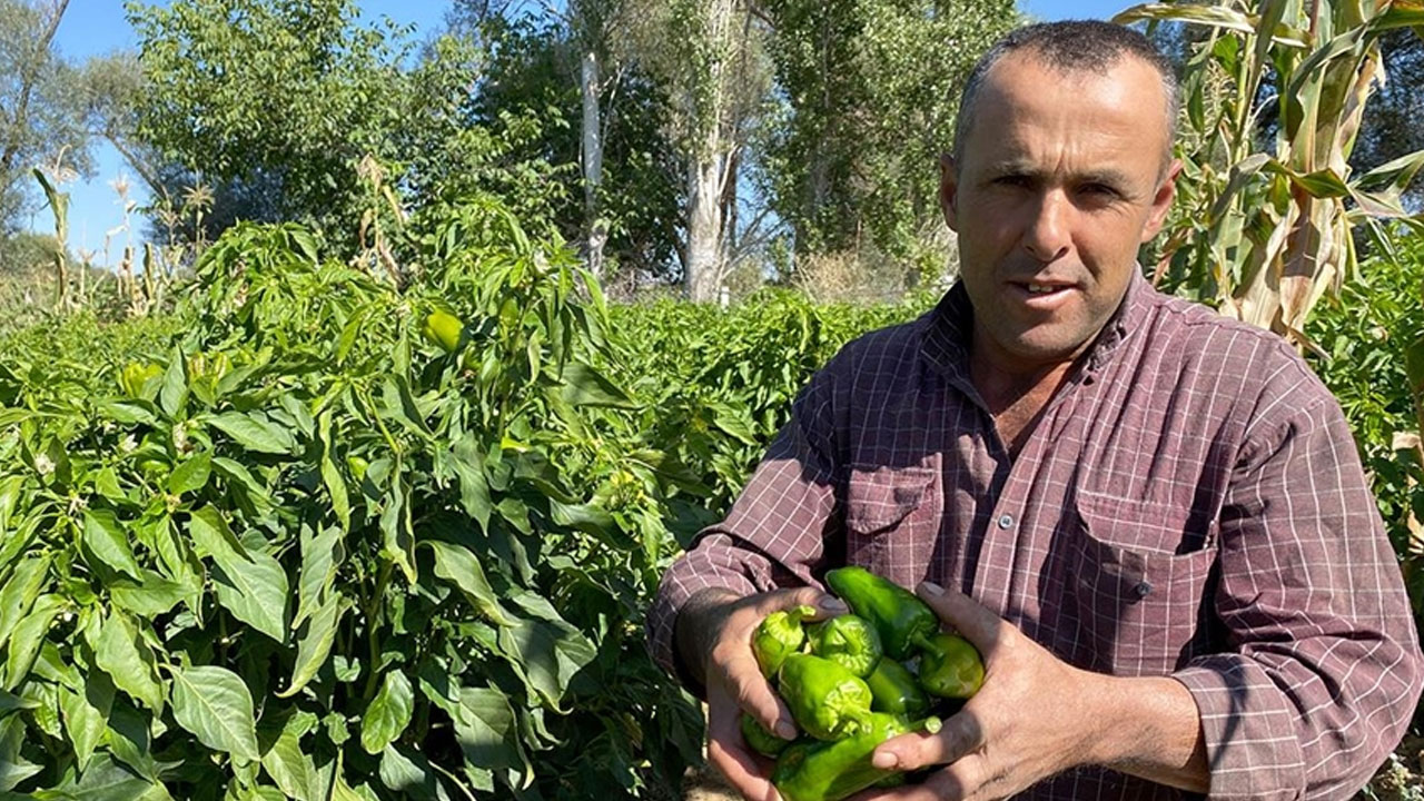 Cemele Biberi, Türkiye ve Avrupa’dan büyük talep görüyor